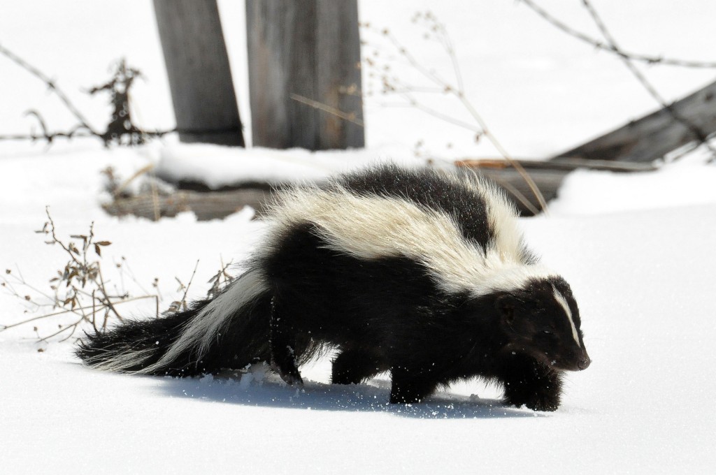 Skunk Identification - AcEco Extermination